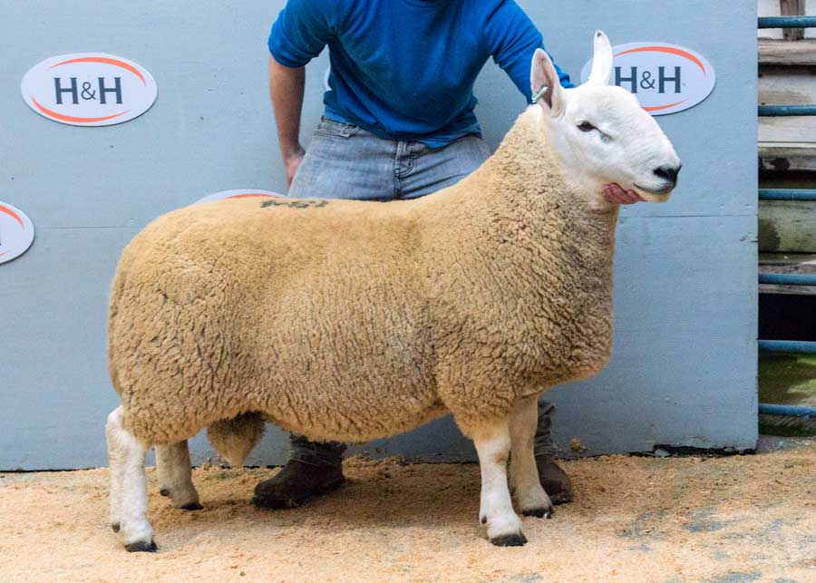 All averages up, Lockerbie and Thurso Cheviots to 5,000gns - Farmers Weekly