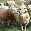 Breeding for scrapie resistance; which way now for the UK sheep ...
