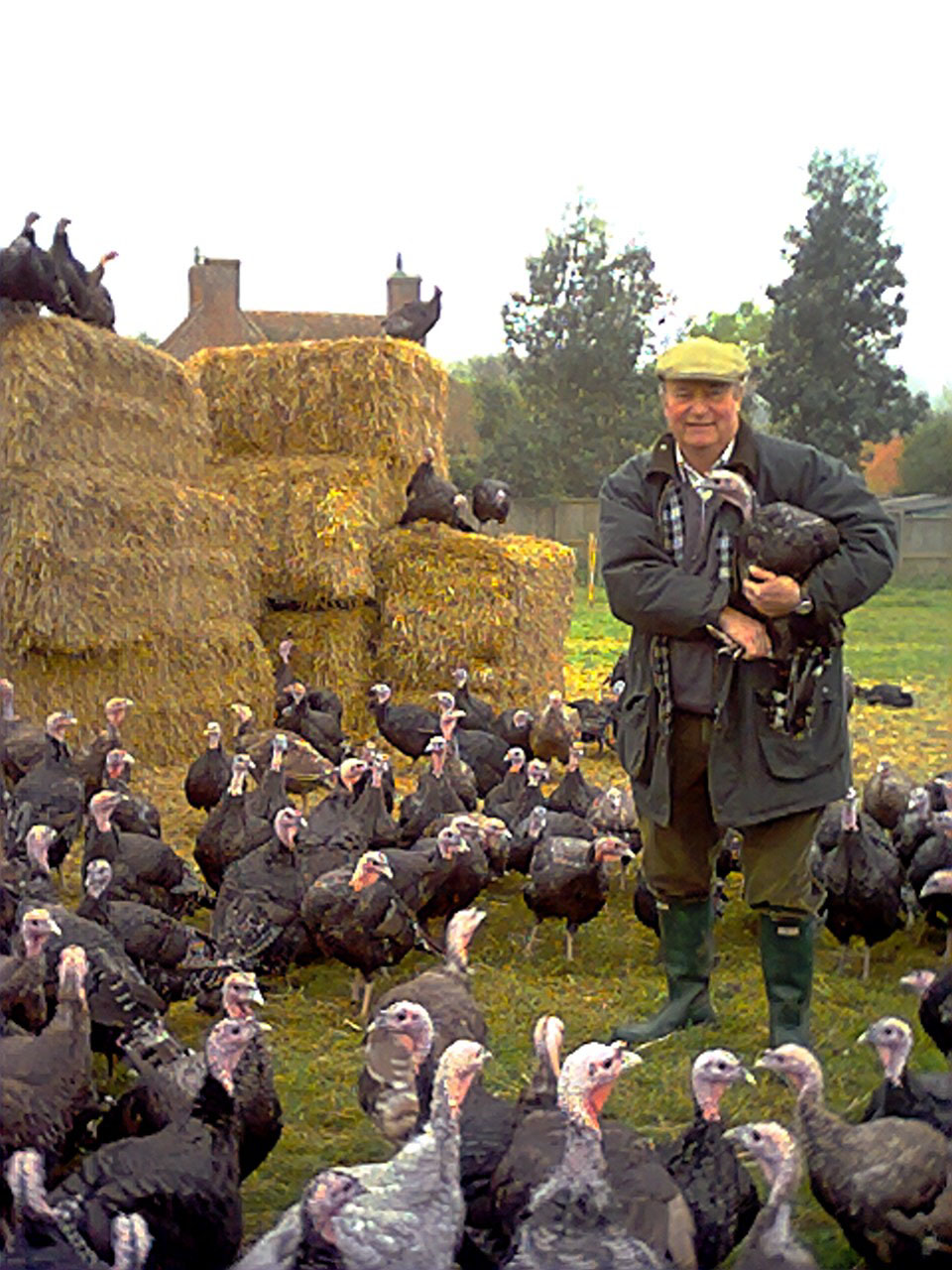 TFTA steps up quality standards for its Christmas turkeys - Farmers Weekly