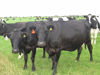 Four-way cross breeding and stringent grass management helps dairy ...