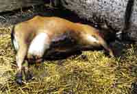 Unions hope for easing of fallen stock legislation - Farmers Weekly