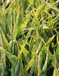 Unexpected yellow rust attack - Farmers Weekly