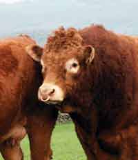 DNA set to boost bull breeding goals - Farmers Weekly