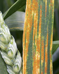 Top varieties' yellow rust ratings crash - Farmers Weekly