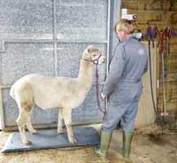 New weigher for llamas and alpacas - Farmers Weekly