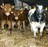Top genetics are needed for top calves - Farmers Weekly