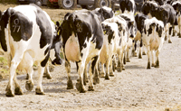 Mobility scoring can pay off - Farmers Weekly