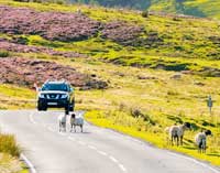 Cumbria hit by sheep rustling spate - Farmers Weekly