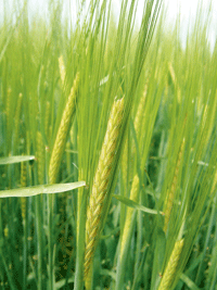 Spring barley newcomer finding favour with maltsters - Farmers Weekly