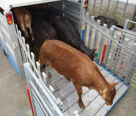 Questions answered on new movement recording - Farmers Weekly