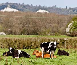 ‘Unfit’ waste leaves farmers with hefty bills - Farmers Weekly