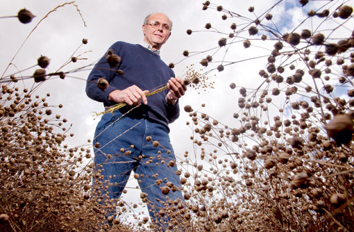 Winter linseed: A better crop option than beans or winter oats ...