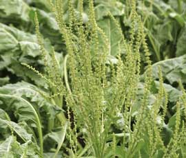 Programmed beet herbicide approach brings yield benefits - Farmers Weekly