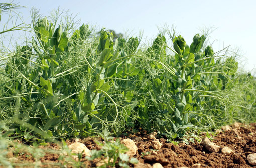 Pulse growers faced high pest pressure last season - Farmers Weekly