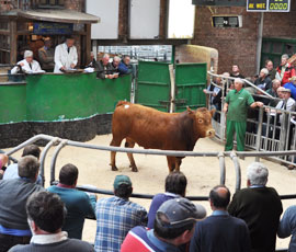 New weight bands reflect larger cattle - Farmers Weekly