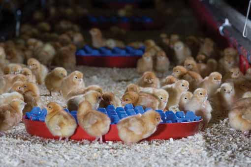 Getting it right with layers - Farmers Weekly