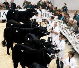 EBV workshops for Scottish beef producers - Farmers Weekly