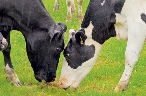 Careful buffer feeding may be needed as cows get turned out - Farmers ...