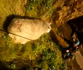 VIDEO: RSPCA rescues sheep spooked by dogs - Farmers Weekly