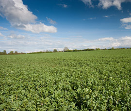 Winter beans can be drilled into the spring - Farmers Weekly