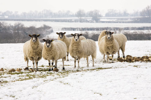 Flock management pressure - Farmers Weekly