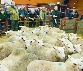Lamb losses mount in difficult market - Farmers Weekly