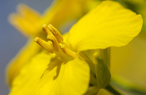OSR variety Trinity hits the market - Farmers Weekly
