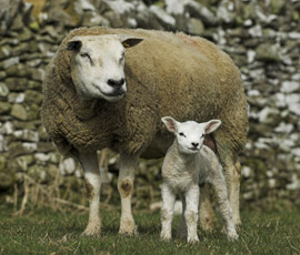 EU changes rules to help boost lamb demand - Farmers Weekly