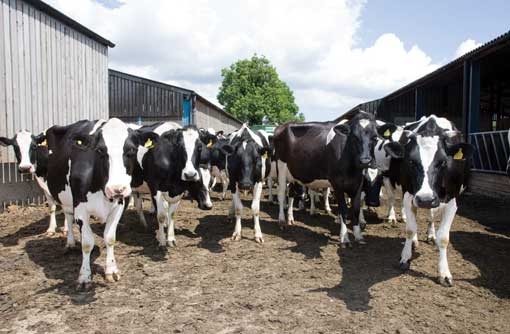 Energy boost needed to support cows under stress - Farmers Weekly