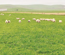 Grass mixture offers high protein feed option - Farmers Weekly