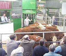 Ringside at Holsworthy Market, Devon - Farmers Weekly