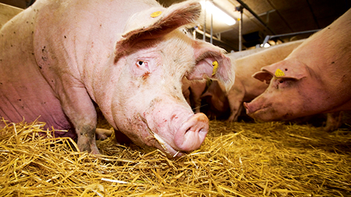 Heavier carcasses see pig production costs drop - Farmers Weekly