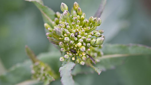 Pollen beetles pose early threat to OSR crops - Farmers Weekly