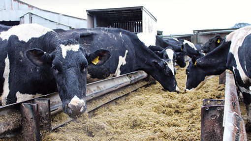 How to achieve the right ration to promote rumen health - Farmers Weekly