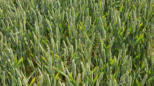 Cereals 2014: KWS launches trio of winter wheats - Farmers Weekly