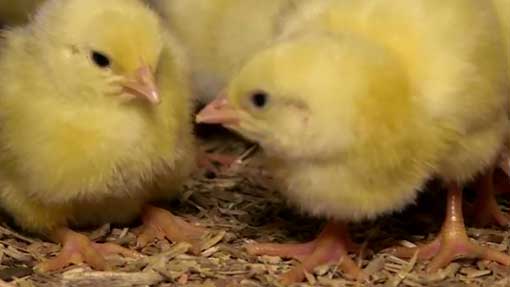 Video: NFU showcase poultry farm biosecurity - Farmers Weekly