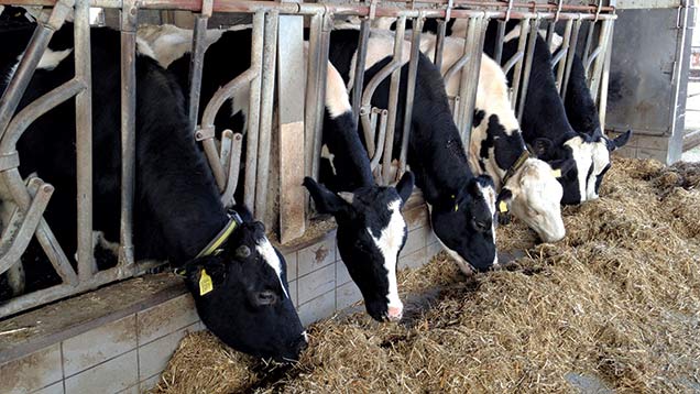 Italian and UK farmers see cross-breed benefits in high-yield herds ...