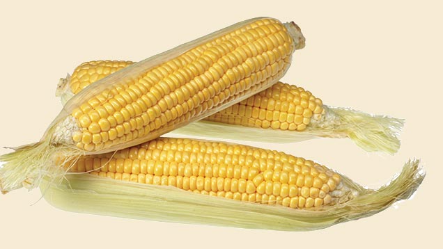 Tips on selecting which forage maize varieties to grow - Farmers Weekly