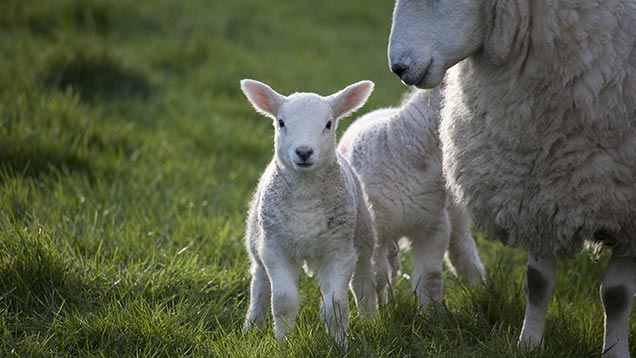 EBV for lambs reared helps predict ewe financial return - Farmers Weekly