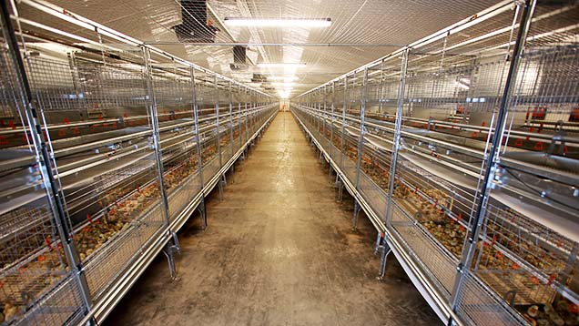 How free-range layer multi-tier systems work - Farmers Weekly