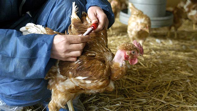 Veterinary group expands in UK poultry sector - Farmers Weekly