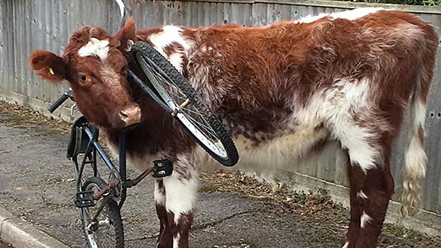 Photos: Cow gets trapped in... a bicycle - Farmers Weekly