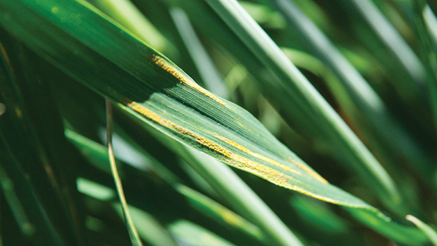 Wheat spray timing rethink critical to rust control - Farmers Weekly