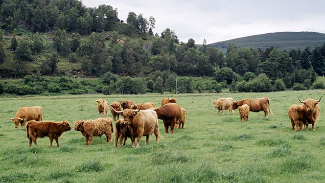 Scottish red meat producers boosted by Swedish export deal - Farmers Weekly