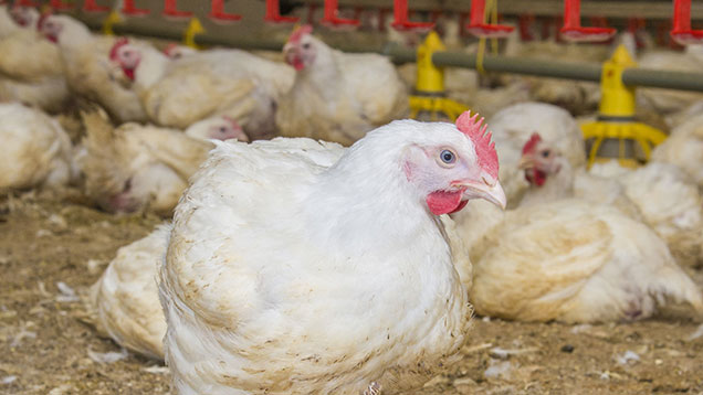 Scottish poultry flock hits 10-year low - Farmers Weekly