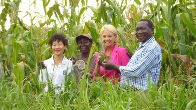 ‘Push-pull’ strategy boosts maize yields for Ugandan farmers - Farmers ...