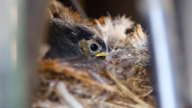Video: Birds found nesting in tractor engine - Farmers Weekly
