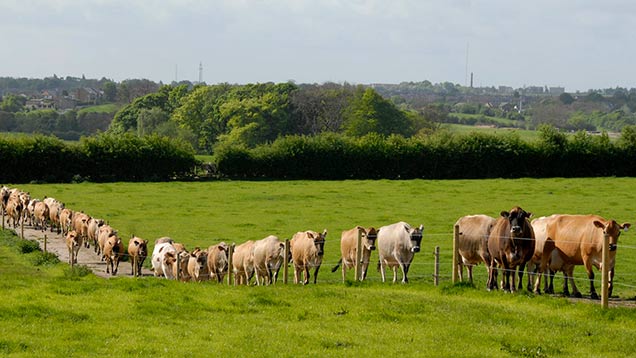 A guide to buying and installing cow tracks - Farmers Weekly