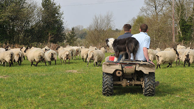 11 things livestock farmers can’t live without - Farmers Weekly