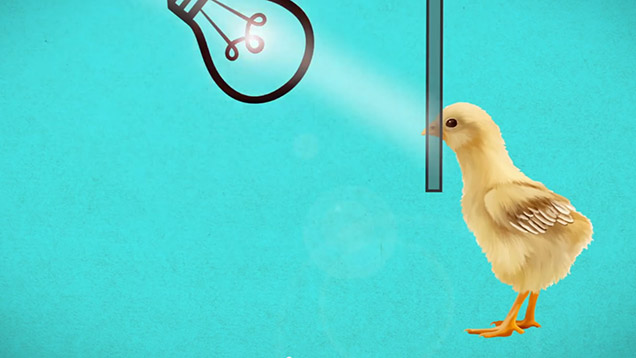 Video explains infrared beak trimming - Farmers Weekly